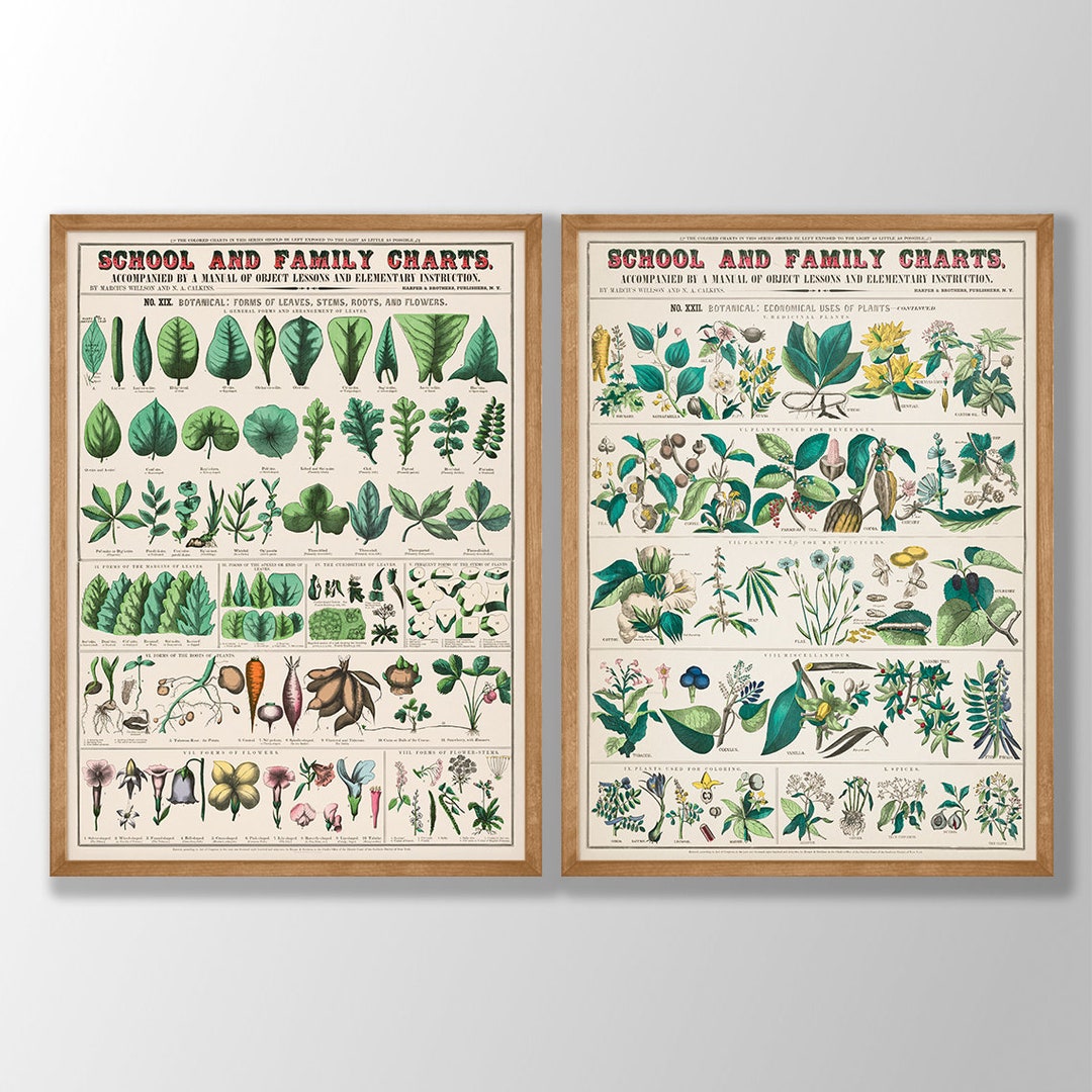 Vintage Botanical Poster SET OF 2 - Botanical Wall Art, Vintage Flower ...