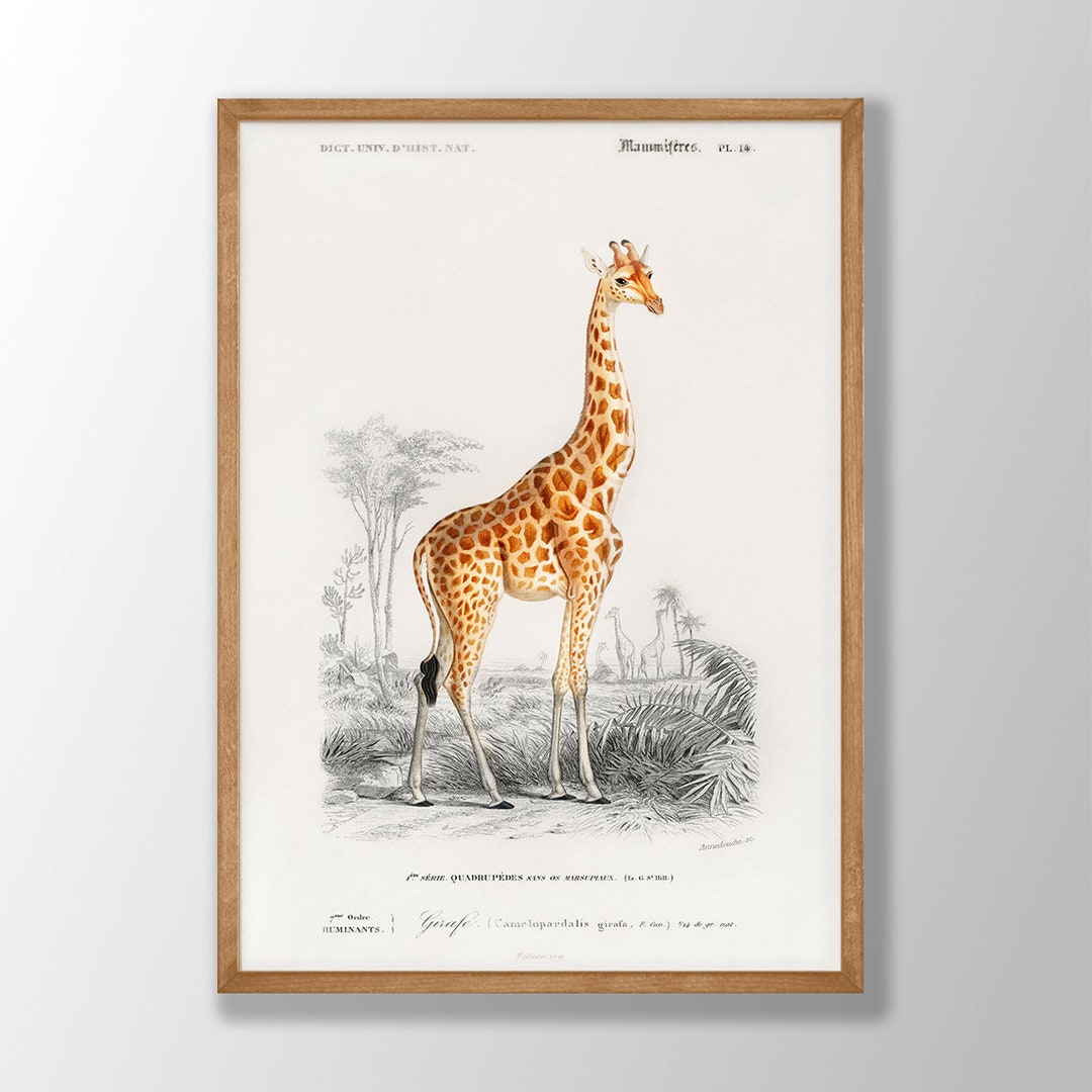 Vintage Giraffe Poster - Giraffe Wall Art, Giraffe Print, Safari Wall ...