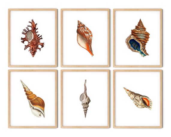 Seashell Prints Set of 6 Seashell Wall Art Nautical Art | Etsy
