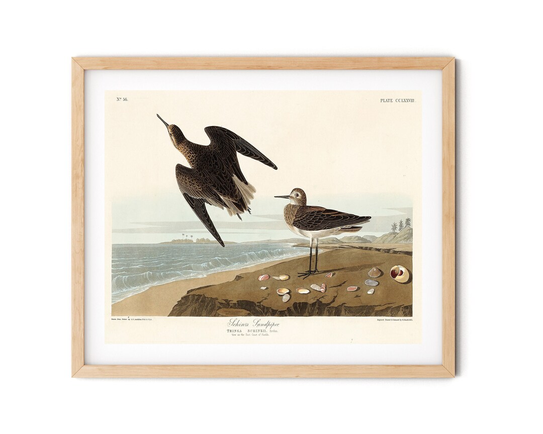 Vintage Schinz Sandpiper Print - Bird Wall Art, Sea Bird Print, Audubon ...