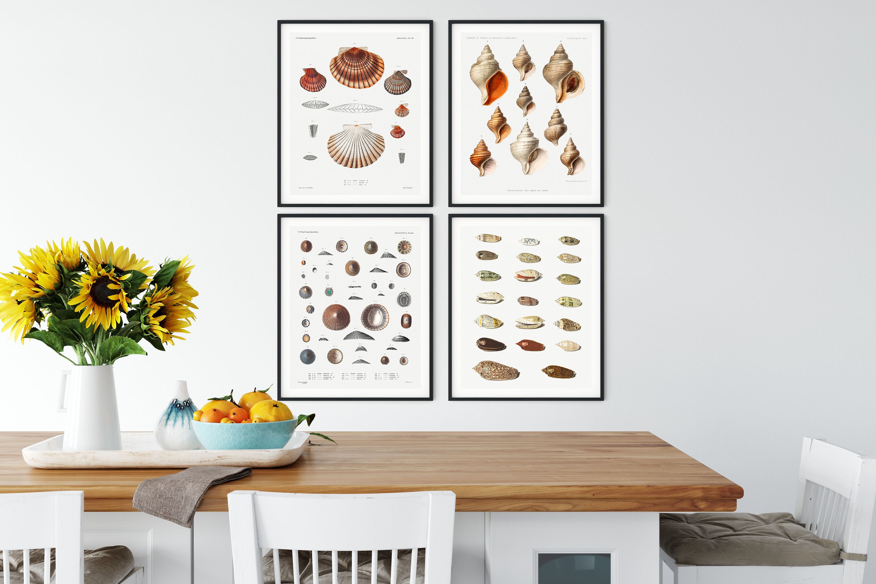 Vintage Seashell Prints: Set of 4 Nautical Coastal Wall Art - Etsy