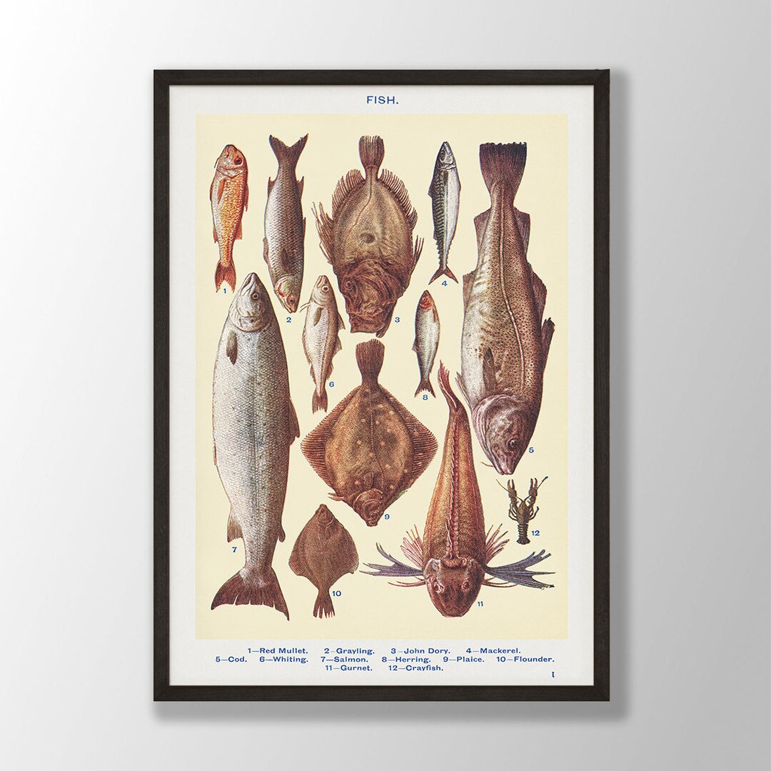 Vintage Fish Print - Fish Poster, Fish Wall Art, Gift for Fishing ...