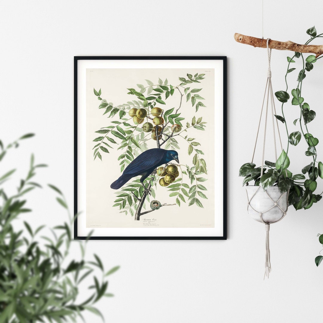 Audubon Crow Print - Raven Wall Art, Vintage Bird Prints, Bird Decor ...