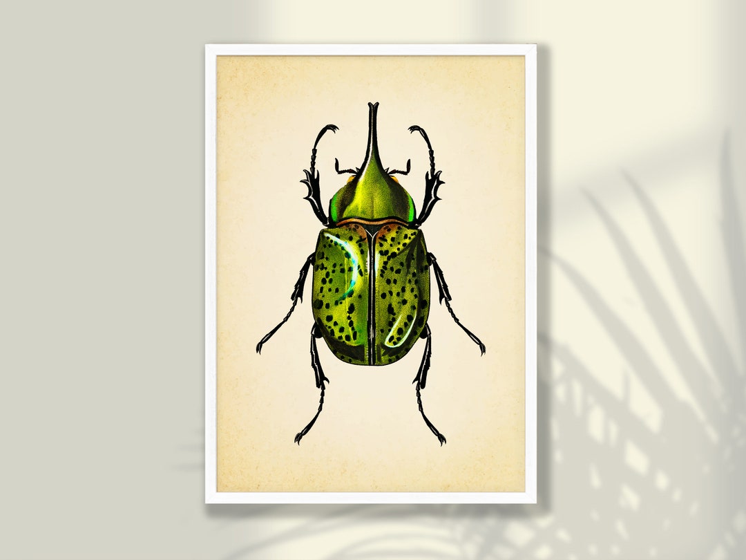 Vintage Beetle Poster - Insect Prints, Bug Print, Beetle Wall Art ...