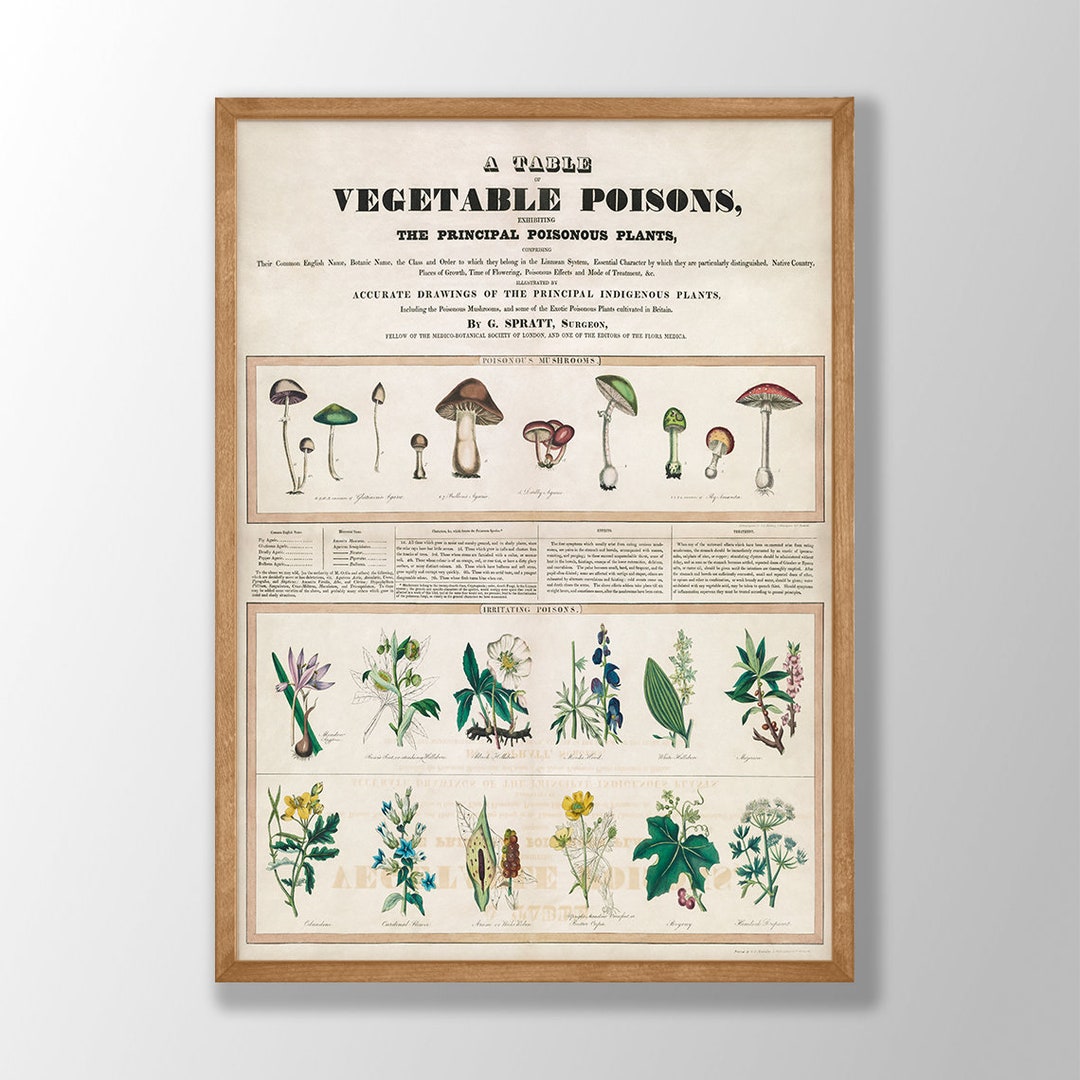 Vintage Botanical Poster - Botanical School & Family Education Charts ...