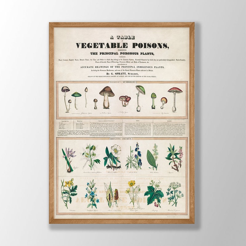 Botanical Poster - Etsy