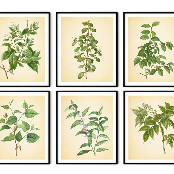 Green Botanical - Etsy