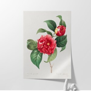 Vintage Red Flower Poster - Floral Wall Decor, Botanical Art Print ...