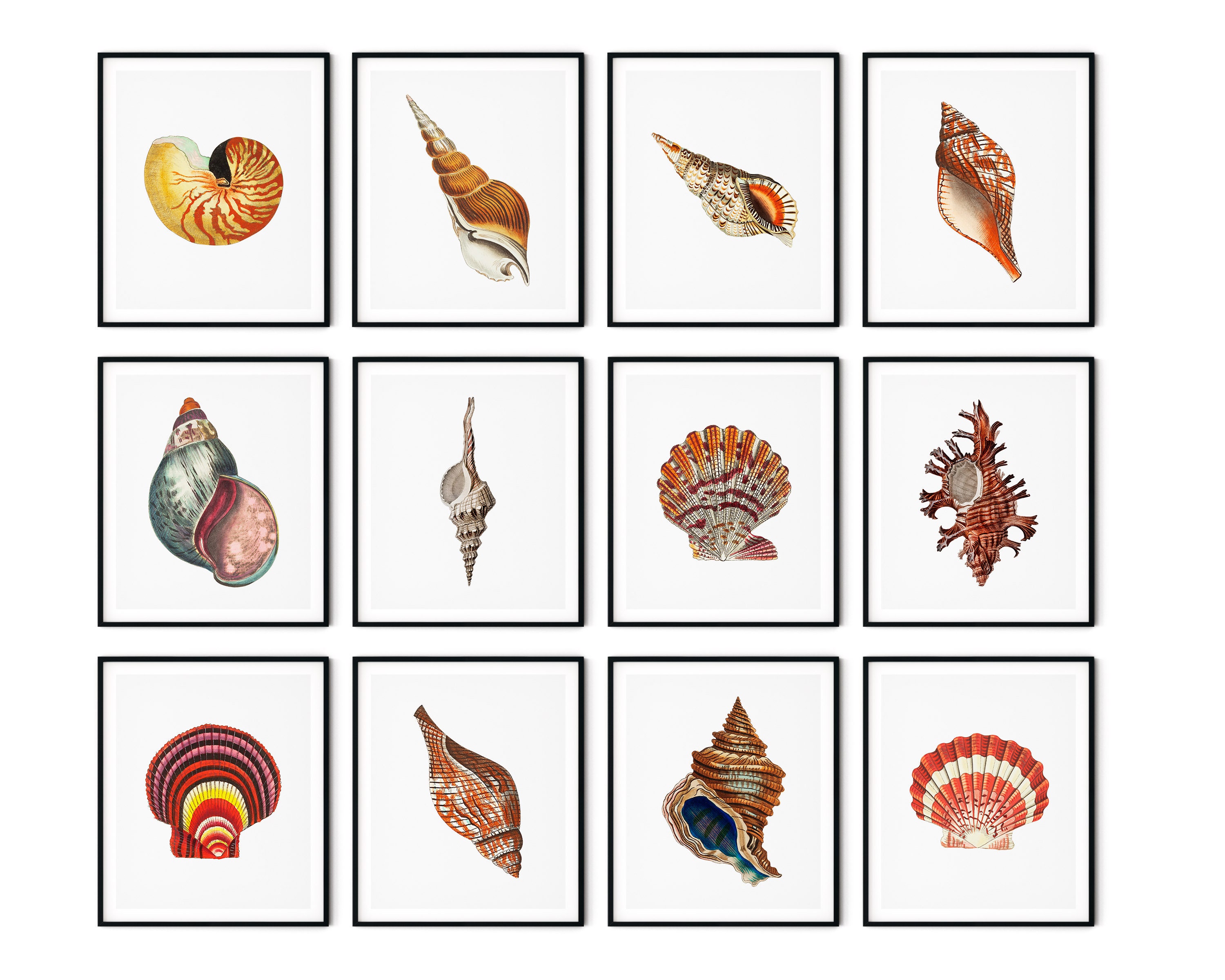 Vintage Seashell Prints Set of 12 Seashell Wall Art | Etsy