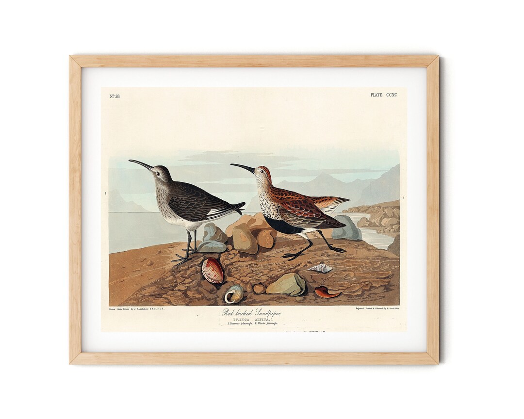 Vintage Red Backed Sandpiper Print - Bird Wall Art, Sea Bird Print ...