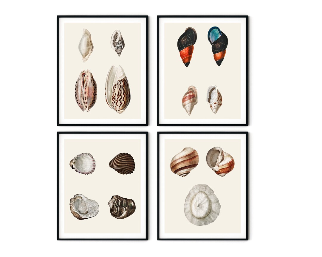 Seashell Prints Set of 4 No.2 - Seashell Wall Art, Nautical Art, Beach ...