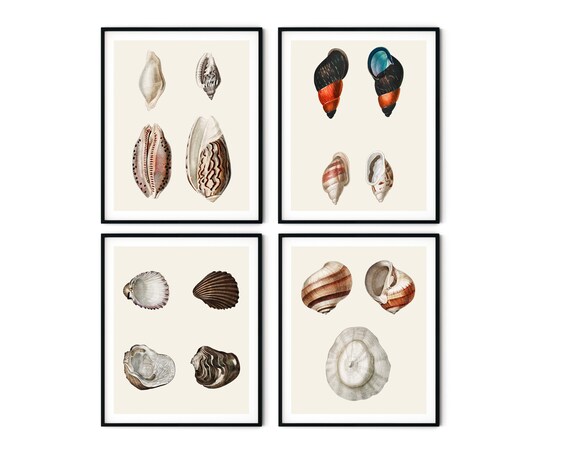 Seashell Prints Set of 4 No.2 Seashell Wall Art Nautical | Etsy