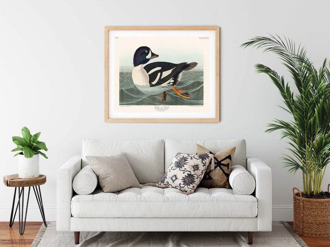 Vintage Goldeneye Duck Print - Audubon Ornithology Art, Farmhouse Decor ...