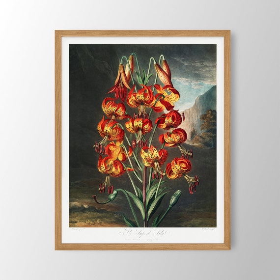 Vintage Flower Print Lily Print Lily Wall Art Farmhouse - Etsy