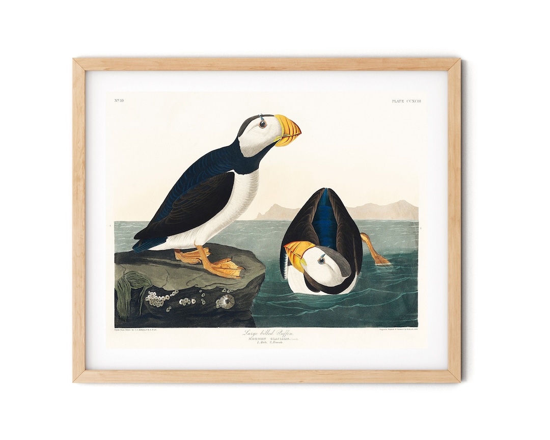 Vintage Large Billed Puffin Print - Puffin Wall Art, Sea Bird Print ...