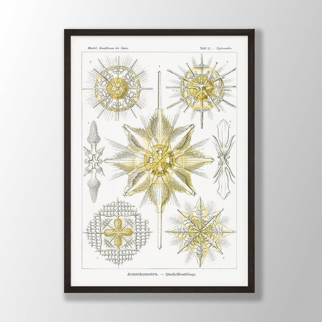 Ernst Haeckel Print - Acanthometra, Ernst Haeckel Vintage Poster ...