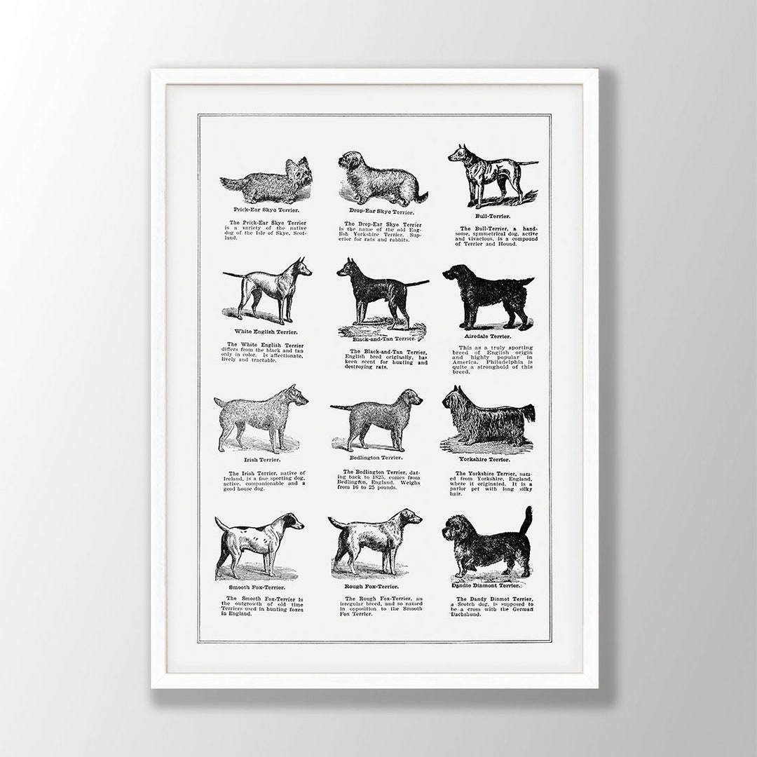 Vintage Dog Breeds Print No:2 - Dog Wall Art, Vintage Dog Decor, Dog ...
