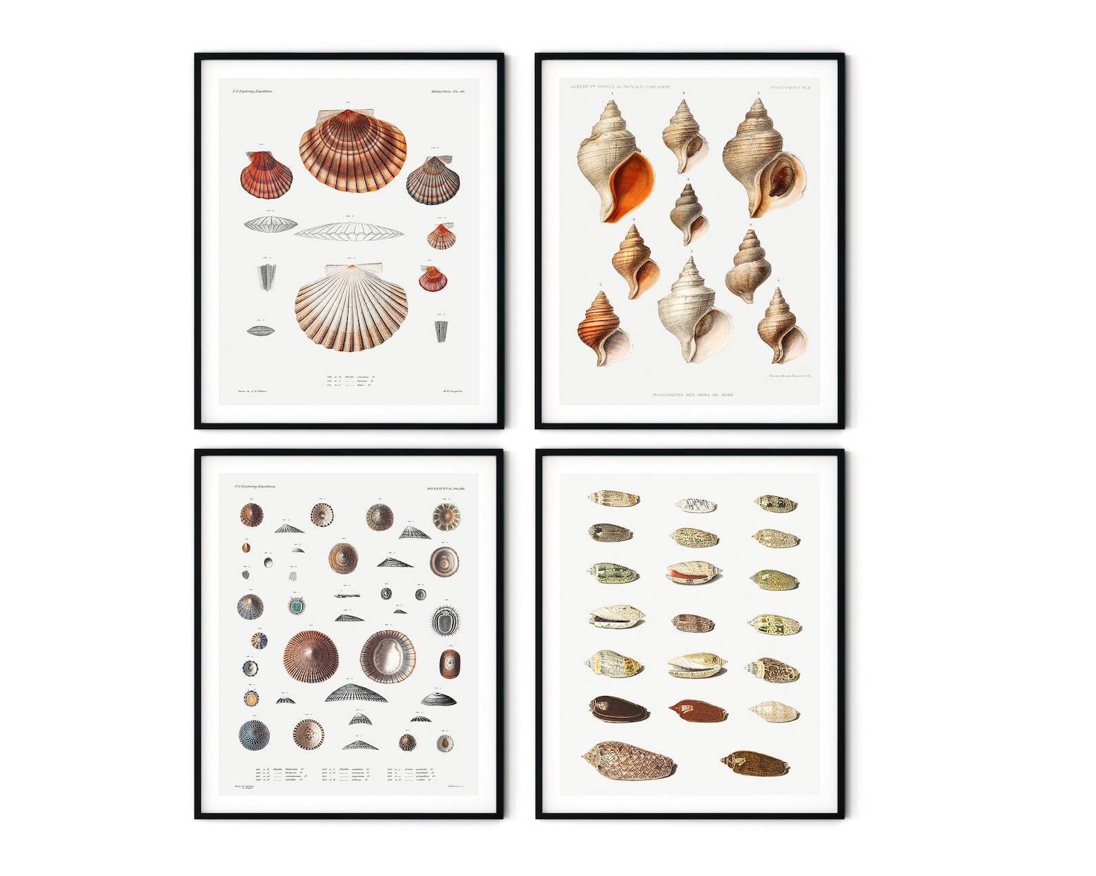Vintage Seashell Prints Set of 4 Seashell Wall Art Nautical | Etsy