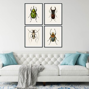 Vintage Beetles Print Set of 4 - Insect Prints, Bugs Prints, Beetle ...