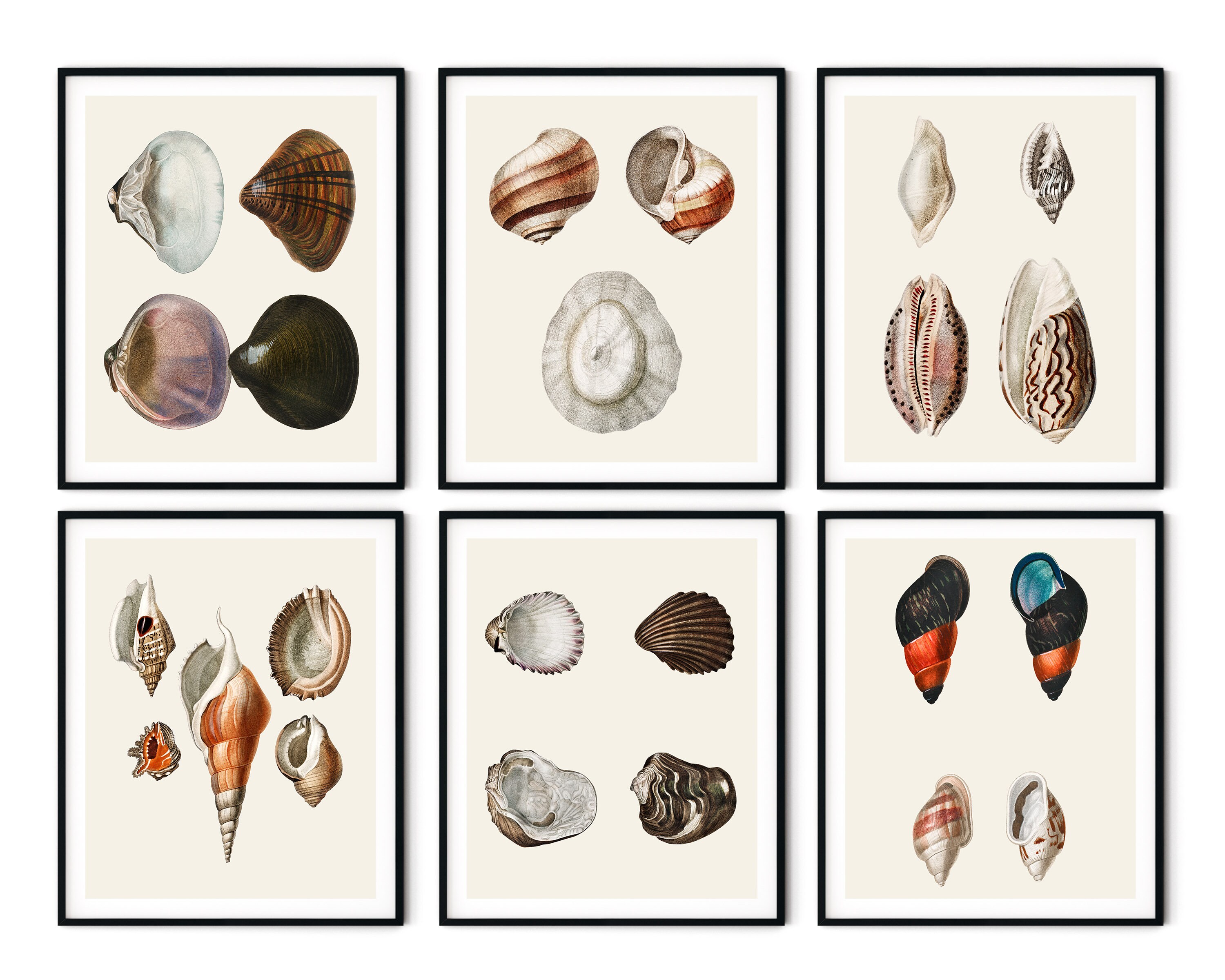 Vintage Seashell Prints Set: Coastal Nautical Wall Art - Etsy