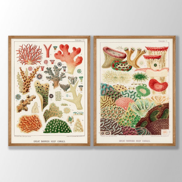 Coral Prints - Etsy