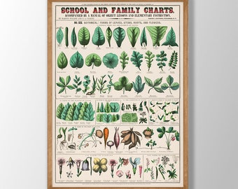 Vintage Flower Poster - Etsy
