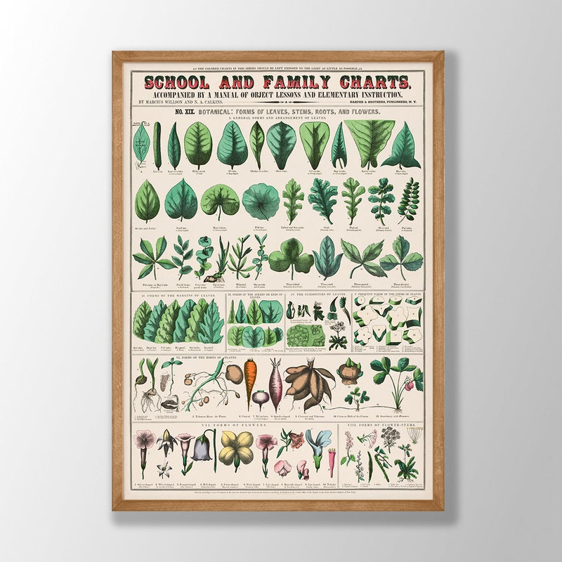Botanical Poster - Etsy