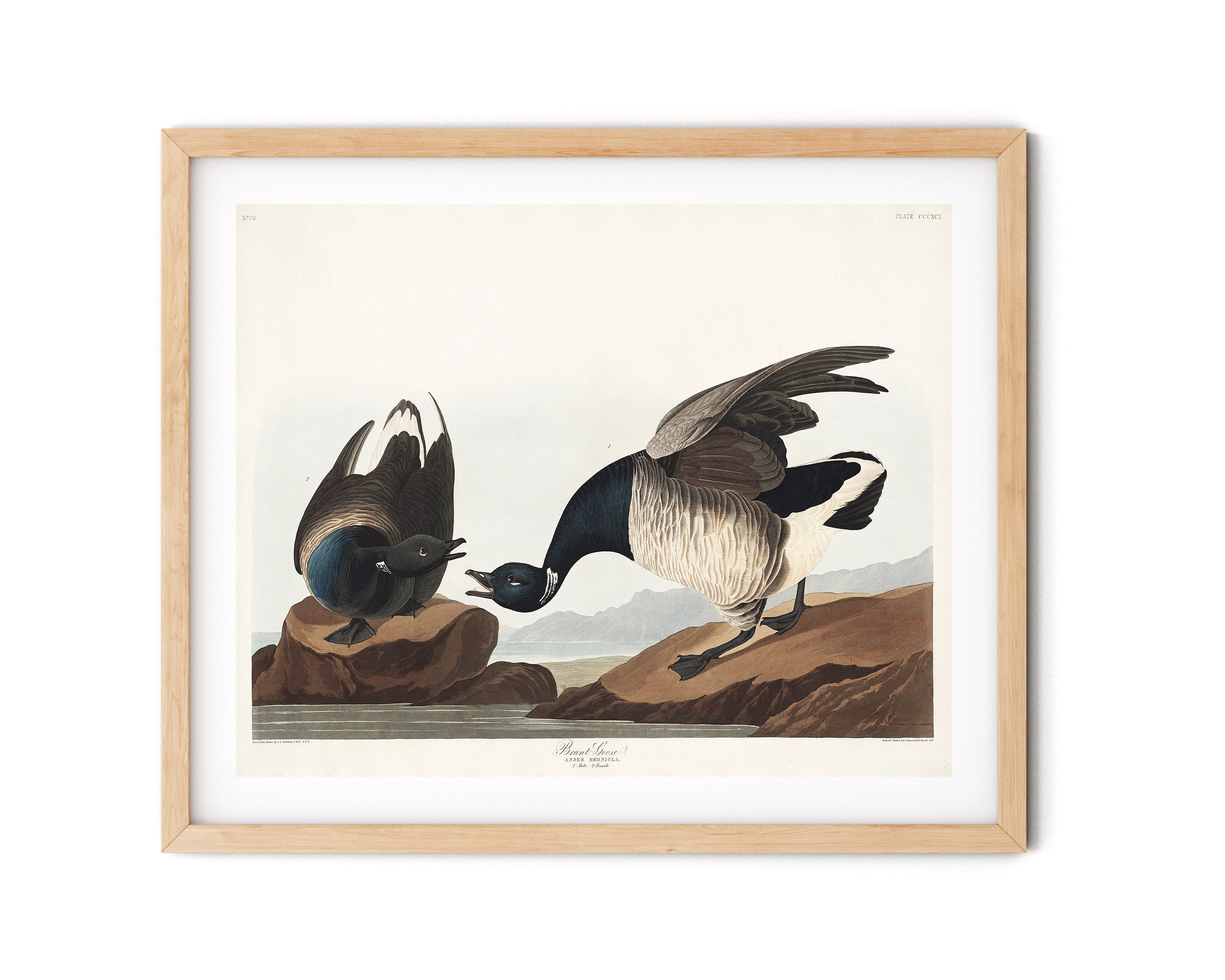 Vintage Brant Goose Print Goose Wall Art Sea Bird Print - Etsy