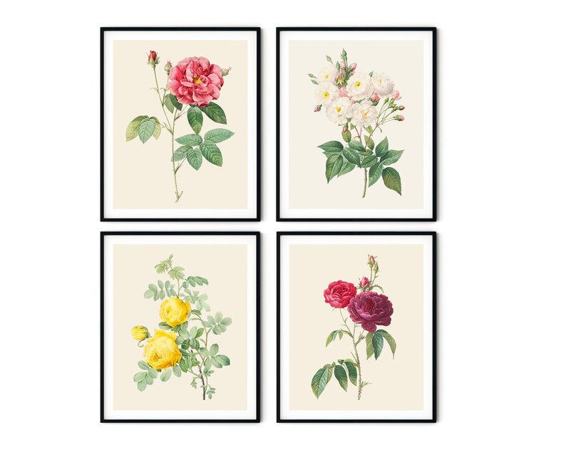 Redoute Roses Print Set of 4 Botanical Print White | Etsy