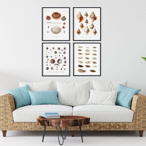 Vintage Seashell Prints Set of 4 - Seashell Wall Art, Nautical Decor ...