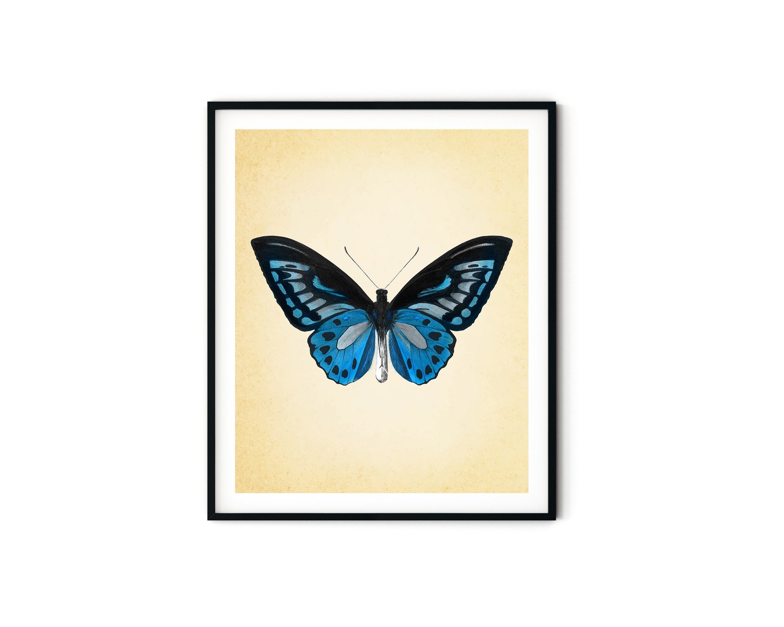 Vintage Blue Butterfly Print Butterfly Wall Art Butterfly - Etsy