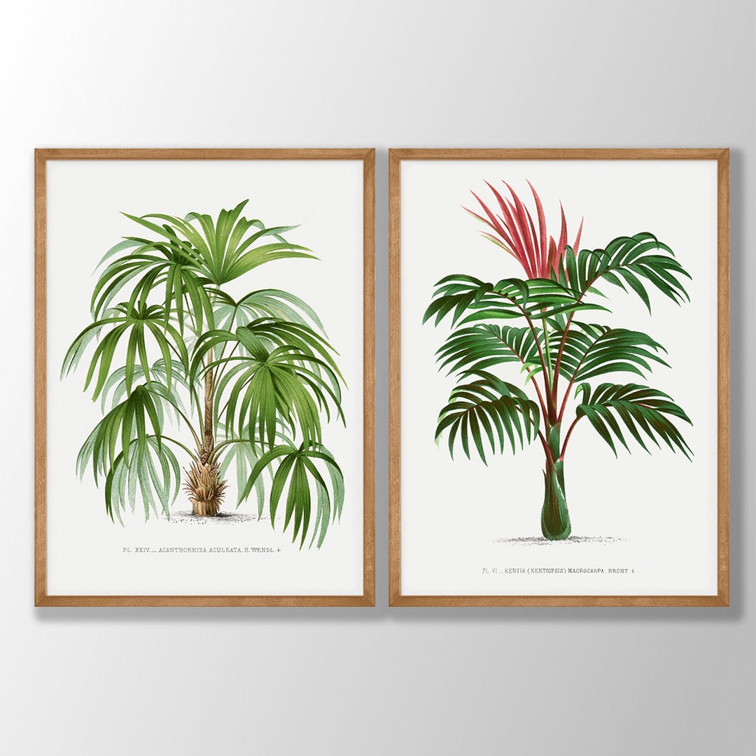 Vintage Palm Tree Prints Set of 2 No2- Palm Tree Print, Tropical Wall ...