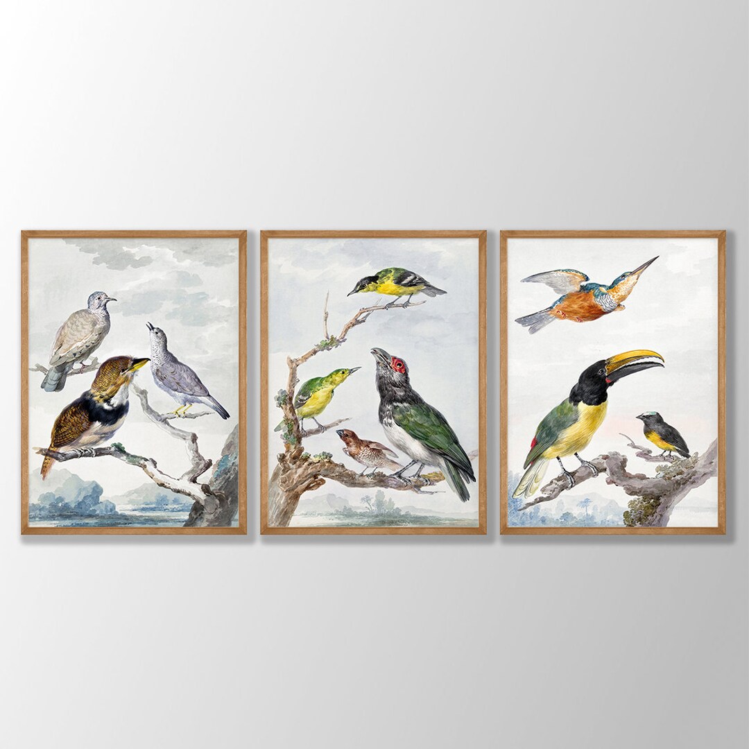 Vintage Bird Prints Set of 3 - Bird Wall Art, Coastal Bird Poster ...