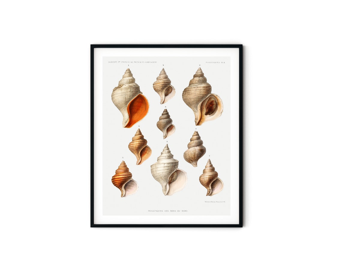 Vintage Seashell Prints Set of 4 Seashell Wall Art Nautical | Etsy