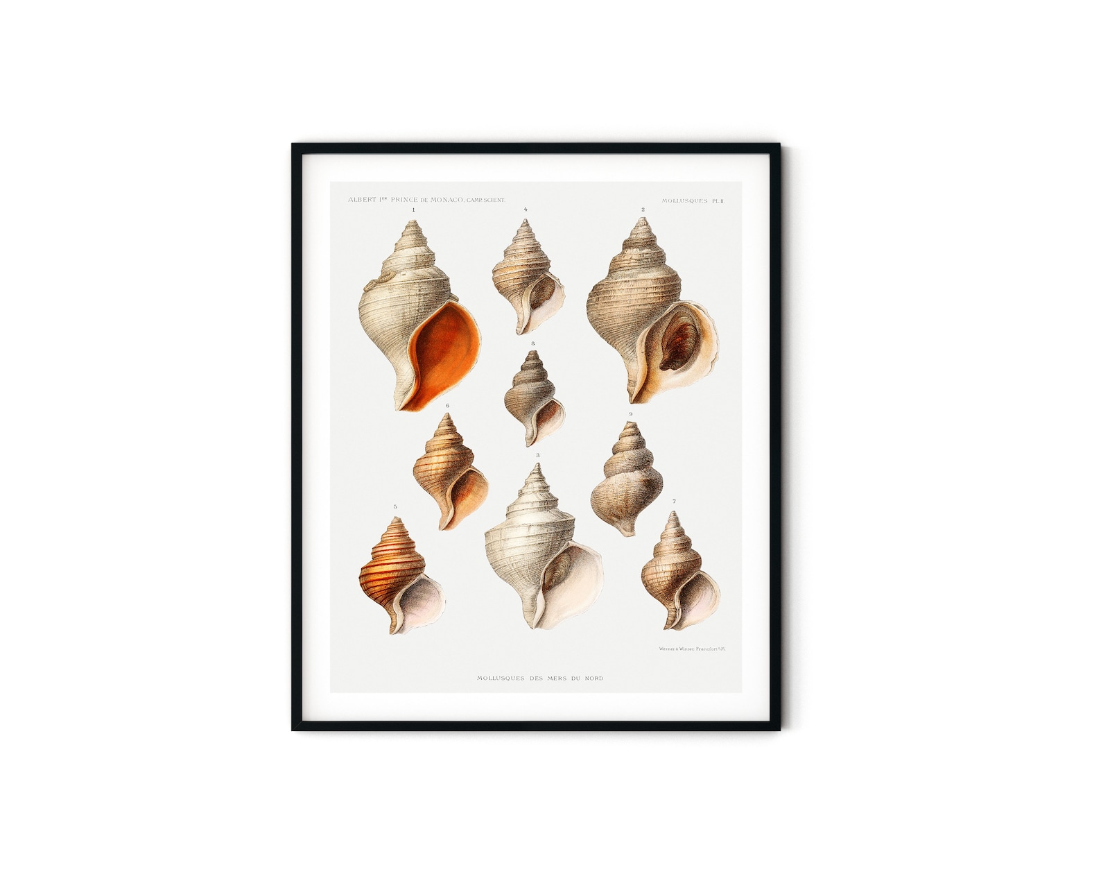 Vintage Seashell Prints Set of 4 Seashell Wall Art Nautical | Etsy
