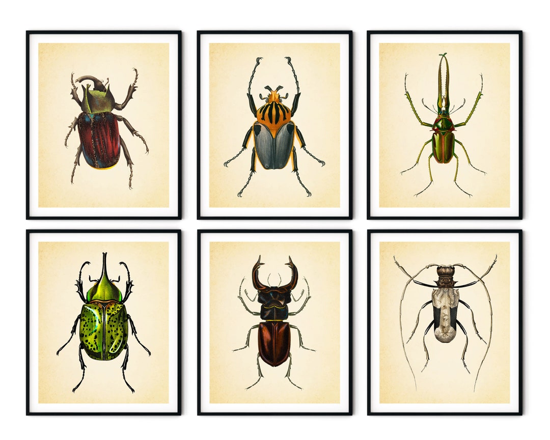 Vintage Beetles Print Set of 6 - Insect Prints, Bugs Prints, Beetle ...