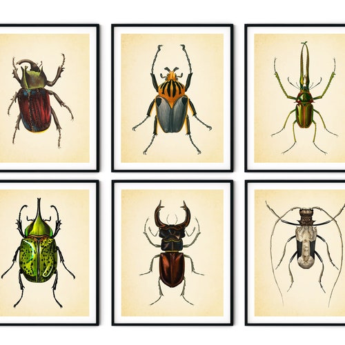 Beetle Prints Wall Art Set of 9 Beautiful Antique Vintage - Etsy