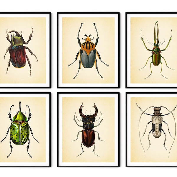 Beetle Print - Etsy