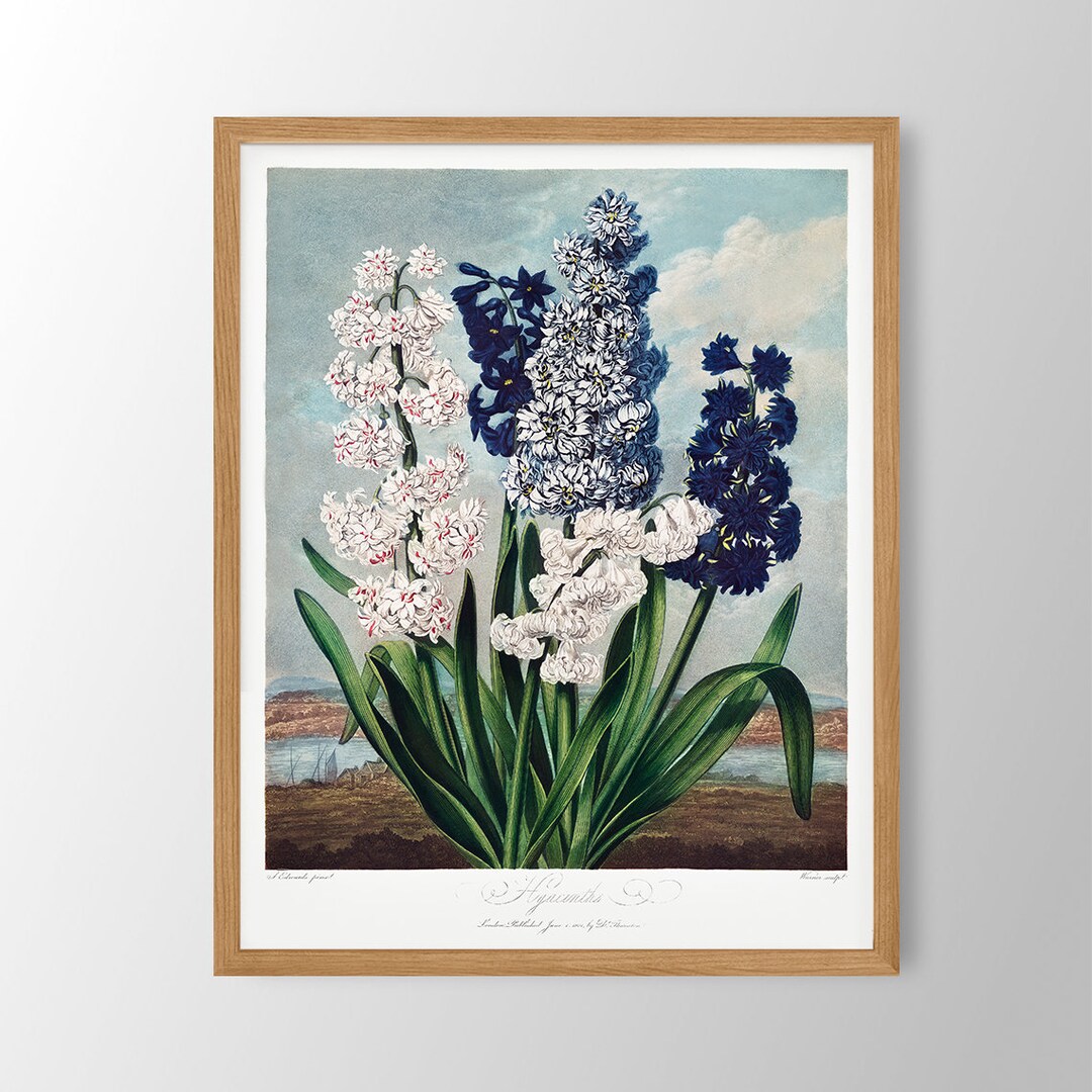 Vintage Hyacinth Print: 1800s Botanical Farmhouse Wall Art - Etsy