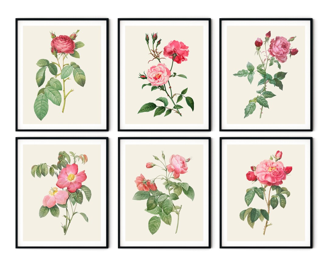 Pink Roses Print Set of 6 - Pink Botanical Art, Pink Flower Prints ...
