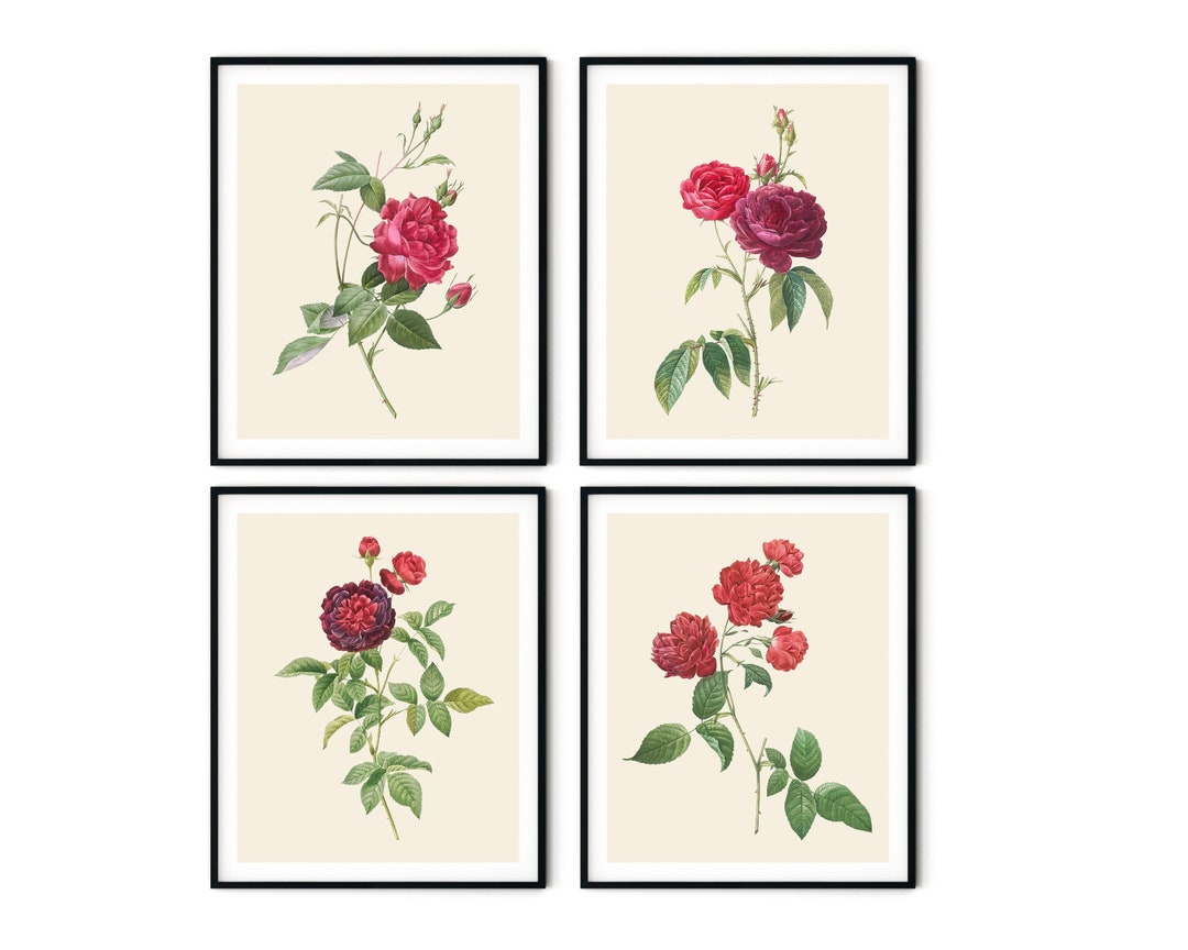 Redoute Red Roses Print Set: Vintage Botanical Art (set of 4) - Etsy