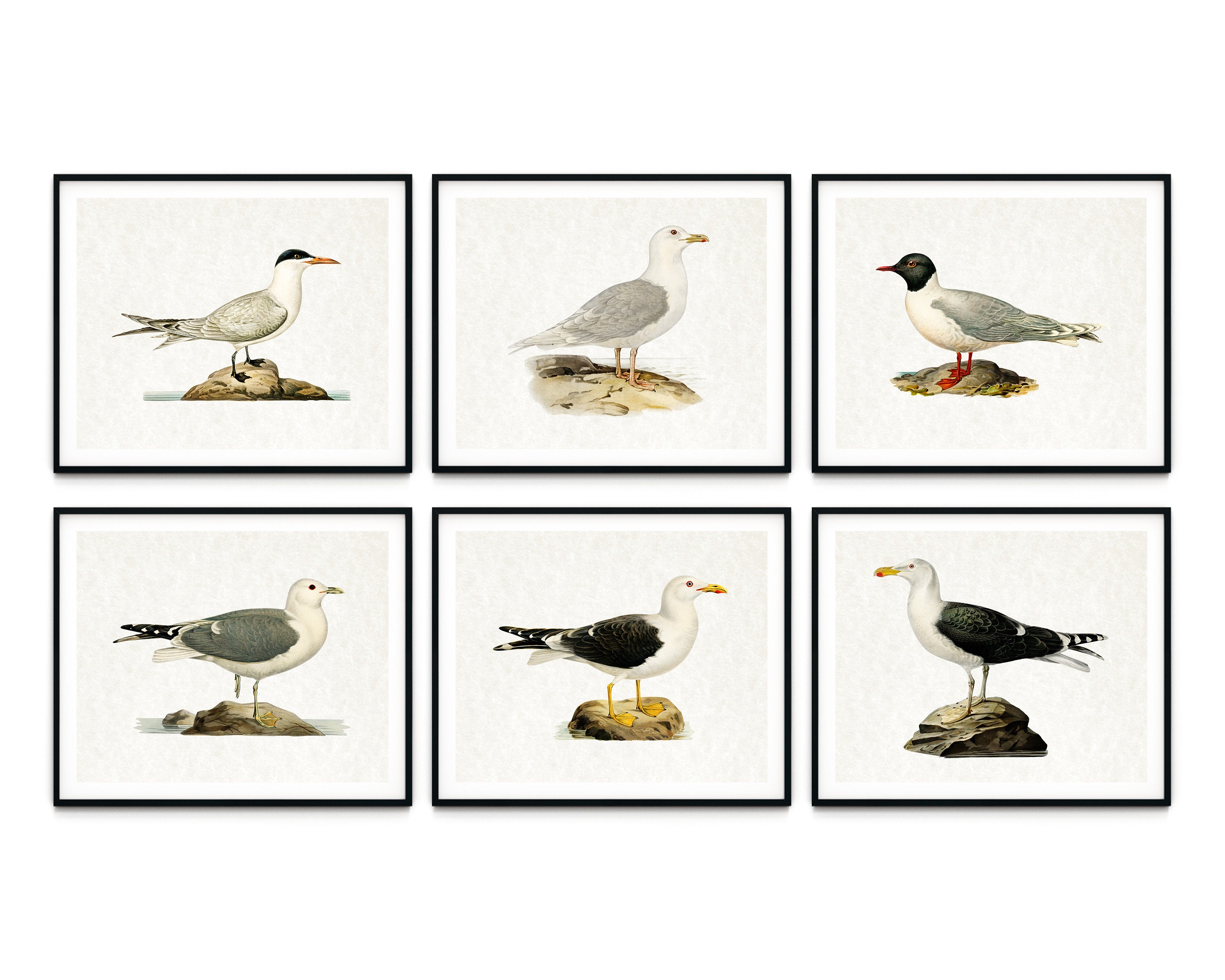 Vintage Sea Bird Print Set of 6 Sea Bird Wall Art Beach - Etsy