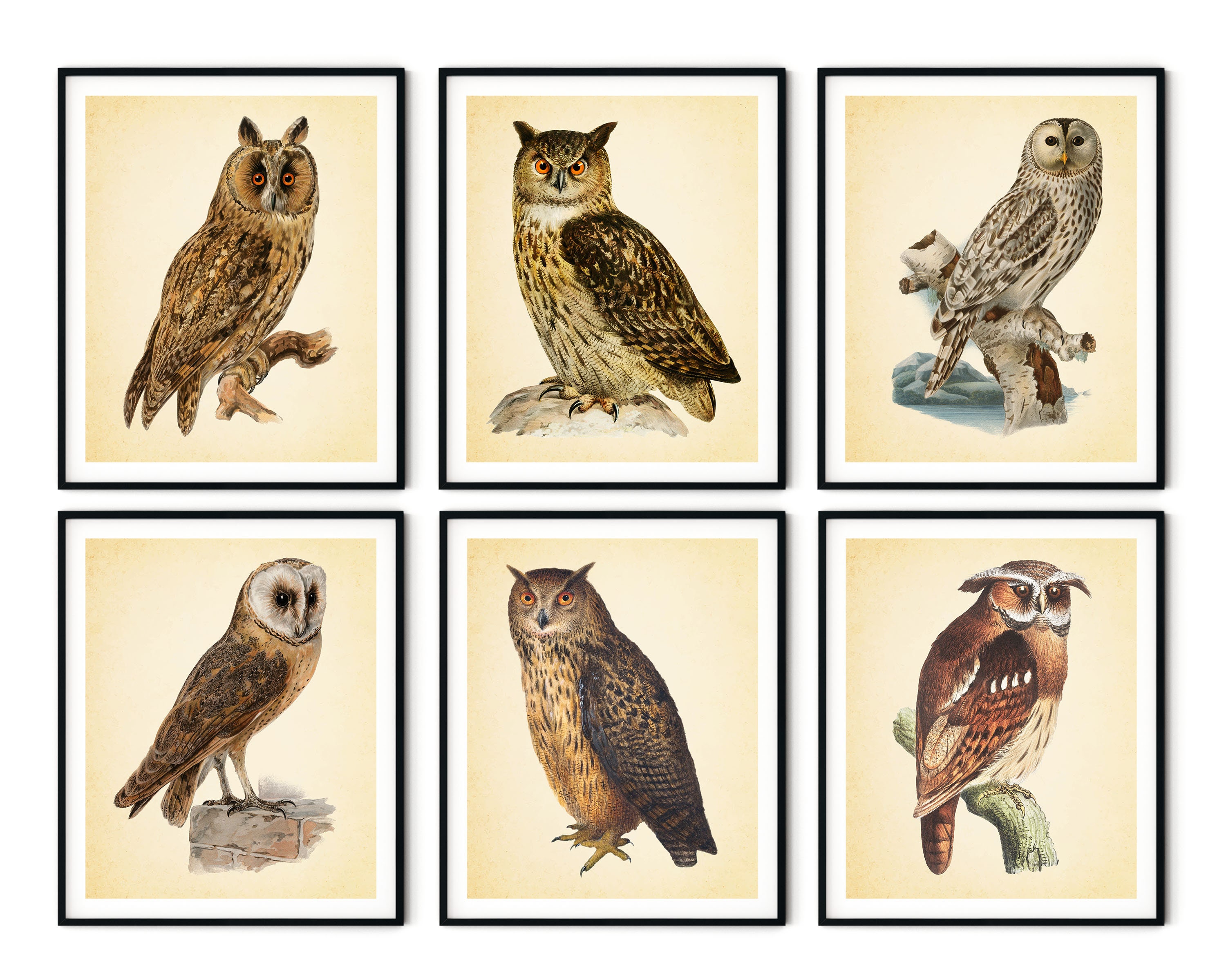 Vintage Owl Art Prints