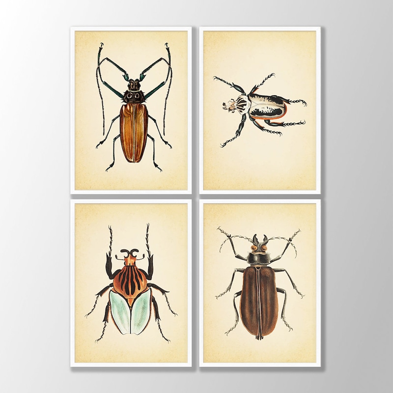 Beetle Print - Etsy