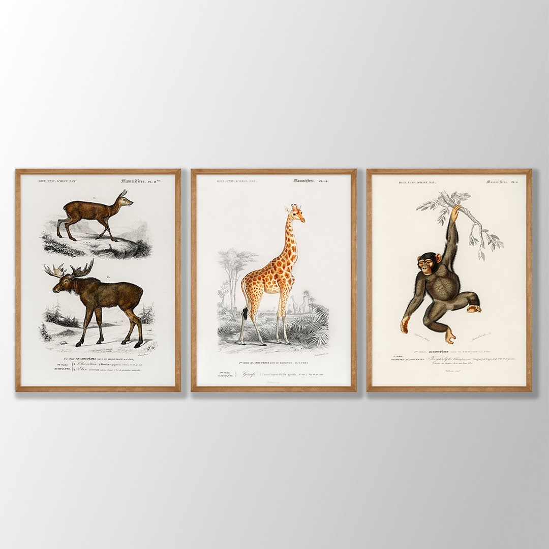 Vintage Safari Animal Prints Set of 3 - Vintage Animal Poster, Giraffe ...