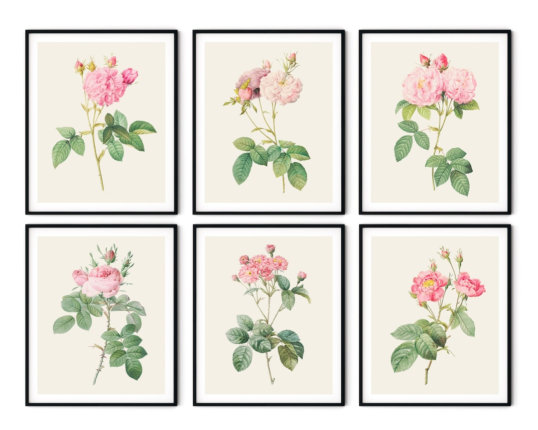 Pink Roses Print Set of 6 No.2 - Pink Botanical Art, Pink Flower Prints ...
