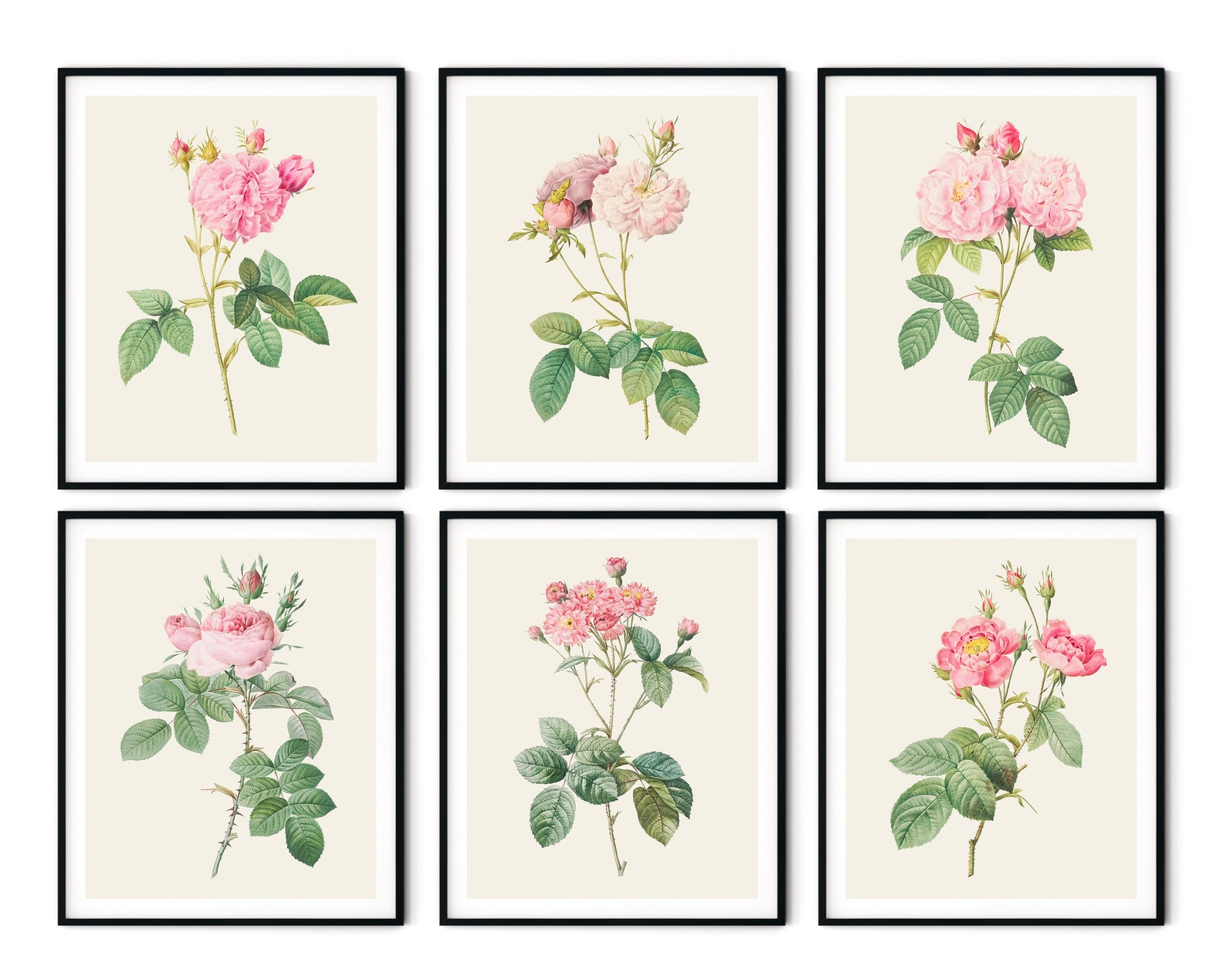Pink Roses Print Set of 6 No.2 Pink Botanical Art Pink | Etsy