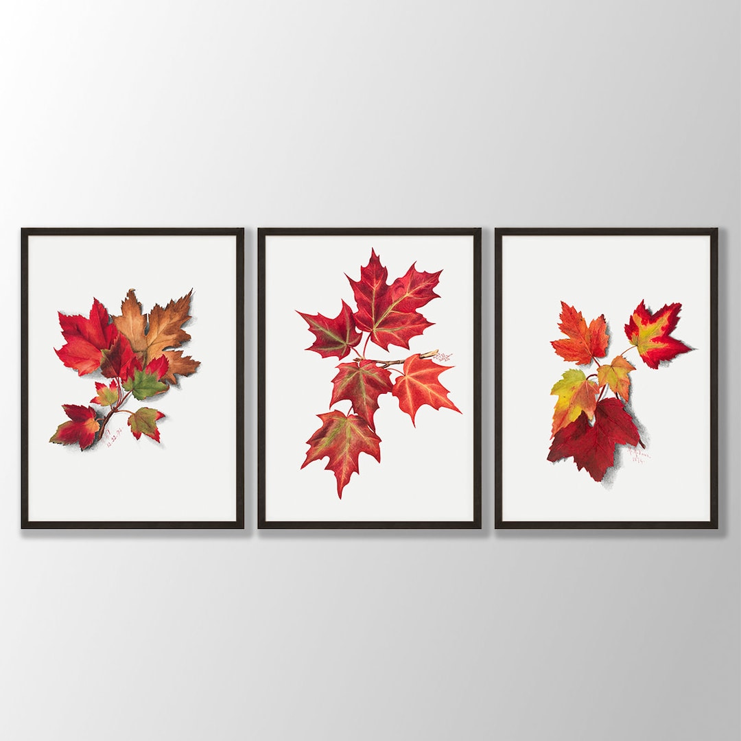 Autumn Leaves Prints Set of 3 - Fall Home Decor, Maple Leaf Wall Art ...