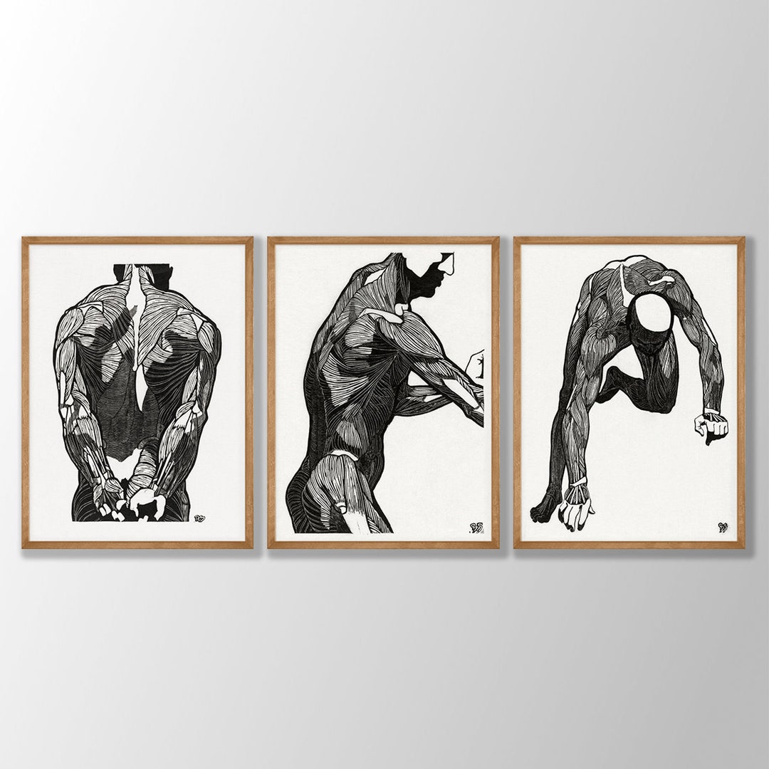 Anatomy Prints Set of 3 - Human Anatomy Art, Anatomy Poster, Doctors ...