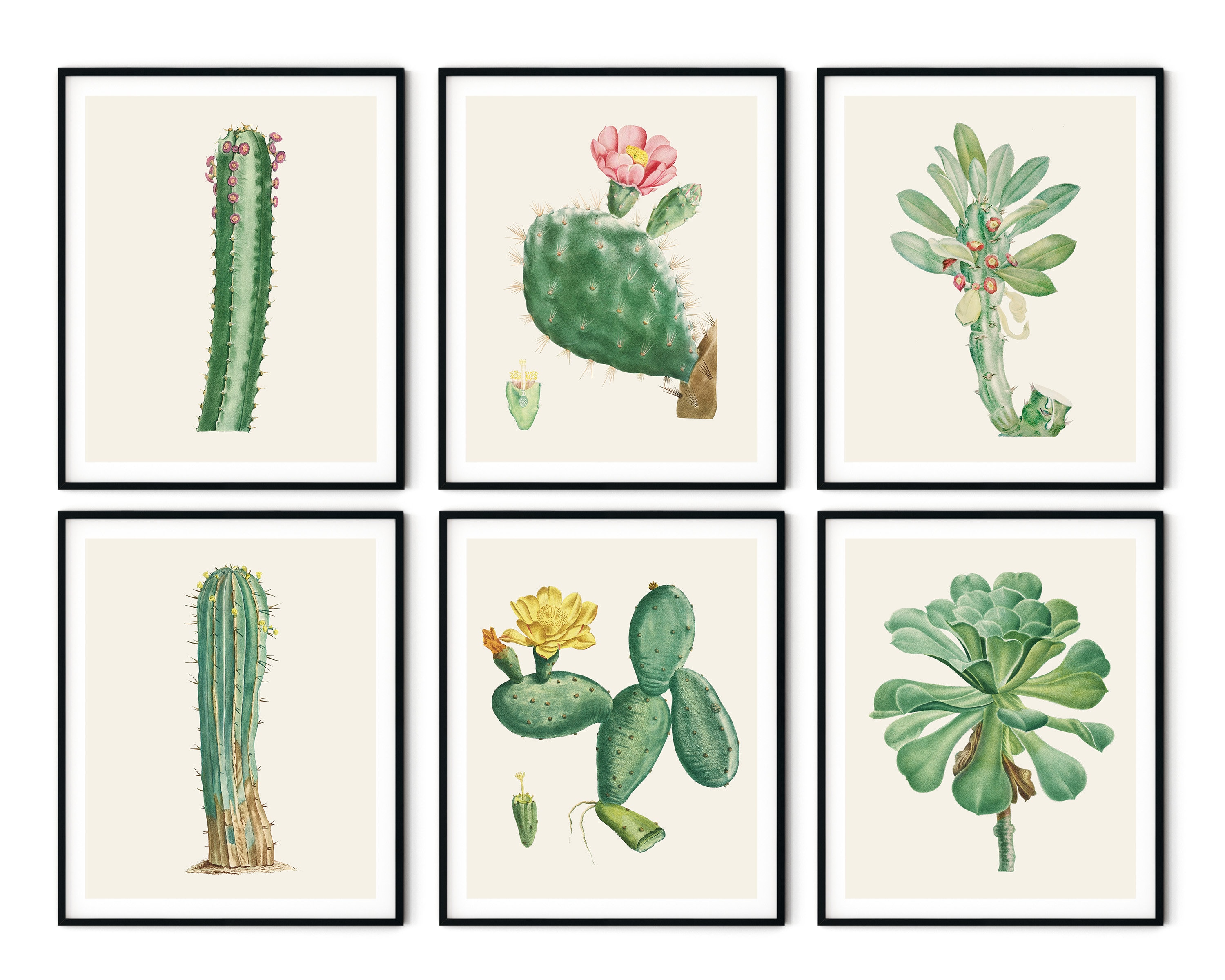 Cactus Botanical Prints Set of 6 Cactus Prints Cactus Wall - Etsy UK